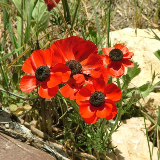 Persian Buttercup (Ranunculus Asiaticus) Plant Care & How to Grow, Water