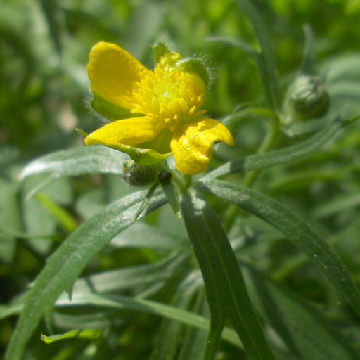 Goldilocks Buttercup (Ranunculus Auricomus) Plant Care & How to Grow, Water