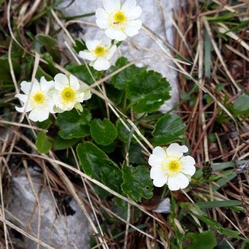 Ranunculus Bilobus Care Guide: Water, Soil & Propagation - Plantiary