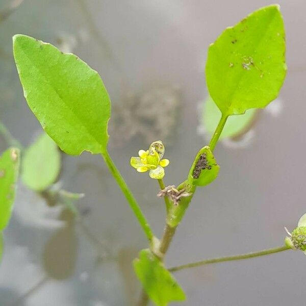 Carter's Buttercup (Ranunculus Bonariensis) Plant Care & How to Grow, Water
