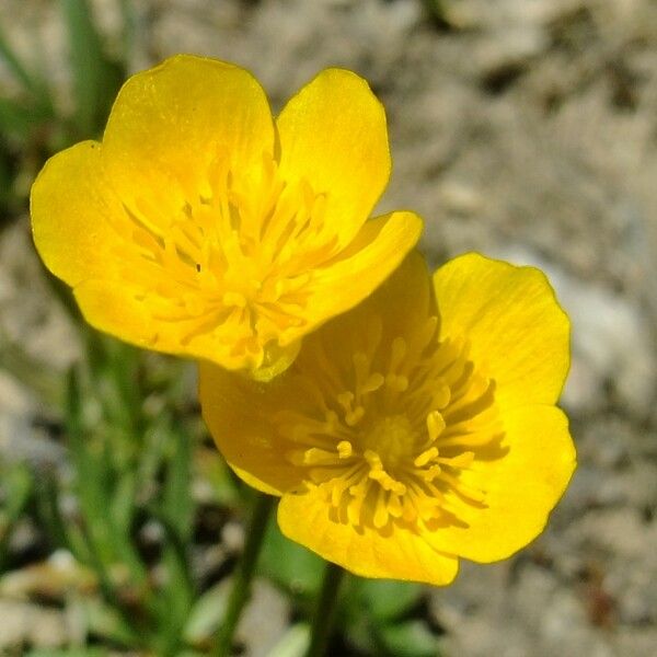 Ranunculus Breyninus Plant Care & How to Grow, Water