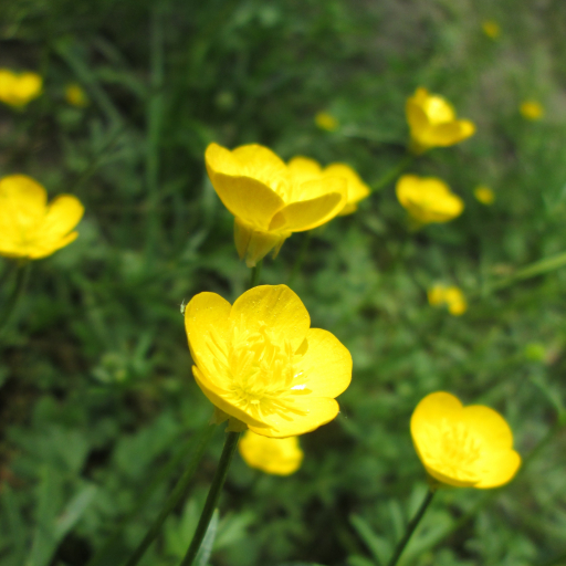 Bulbous Buttercup (Ranunculus Bulbosus) Care Guide: Water, Soil ...