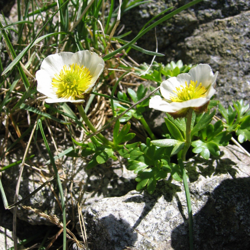 Sacramento Valley Buttercup (Ranunculus Canus) Plant Care & How to Grow ...