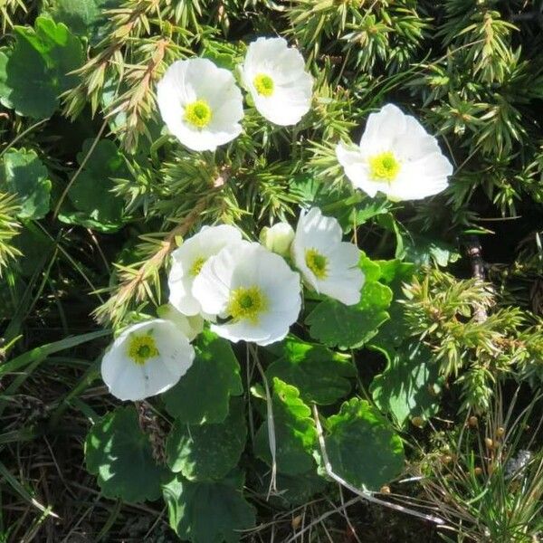 Crenate Buttercup (Ranunculus Crenatus) Care Guide: Water, Soil ...