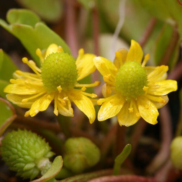 Alkali Buttercup (Ranunculus Cymbalaria) Care Guide: Water, Soil ...