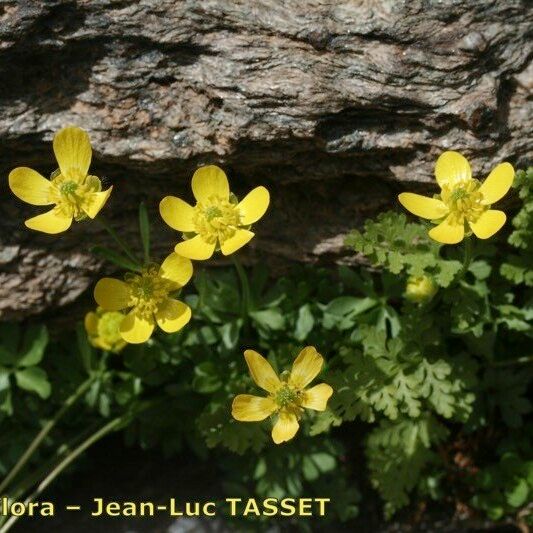Ranunculus Demissus Plant Care & How to Grow, Water