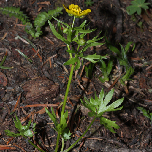 Spruce-Fir Buttercup (Ranunculus Eschscholtzii) Plant Care & How to ...