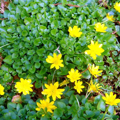 Lesser Celandine (Ranunculus Ficaria) Plant Care & How to Grow, Water