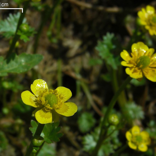 Yellow Water Buttercup (Ranunculus Flabellaris) Plant Care & How to ...