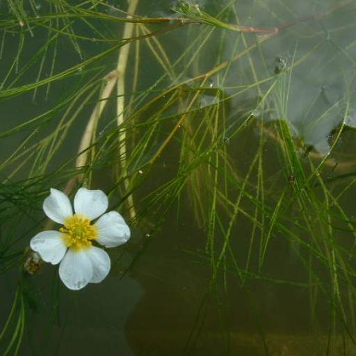 River Water Crowfoot (Ranunculus Fluitans) Plant Care & How to Grow, Water
