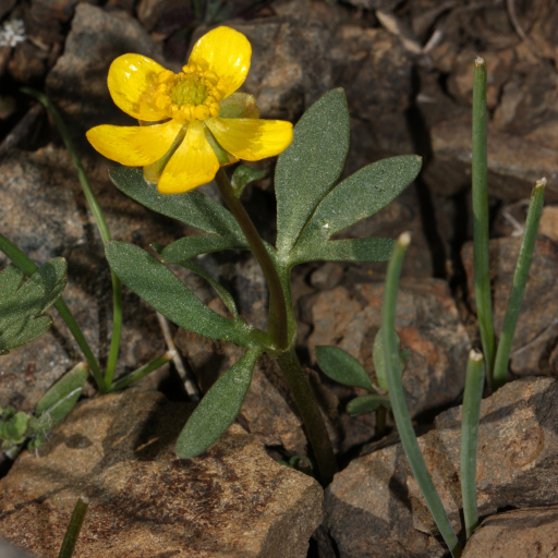 Sagebrush Buttercup (Ranunculus Glaberrimus) Plant Care & How to Grow ...
