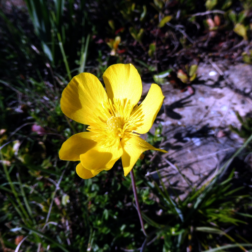 Grass-Leaved Buttercup (Ranunculus Gramineus) Plant Care & How to Grow ...
