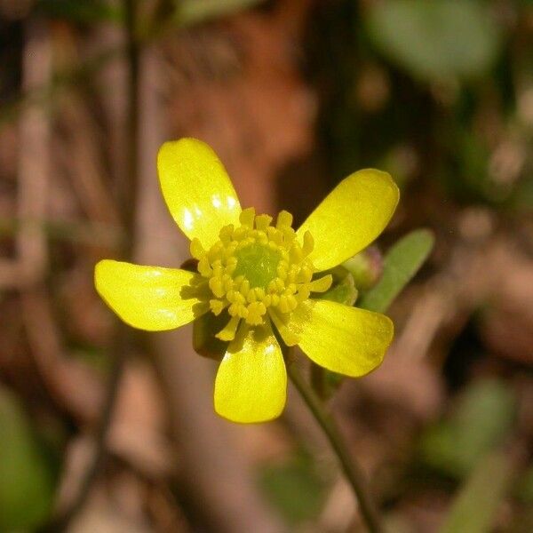 Harvey's Buttercup (Ranunculus Harveyi) Plant Care & How to Grow, Water
