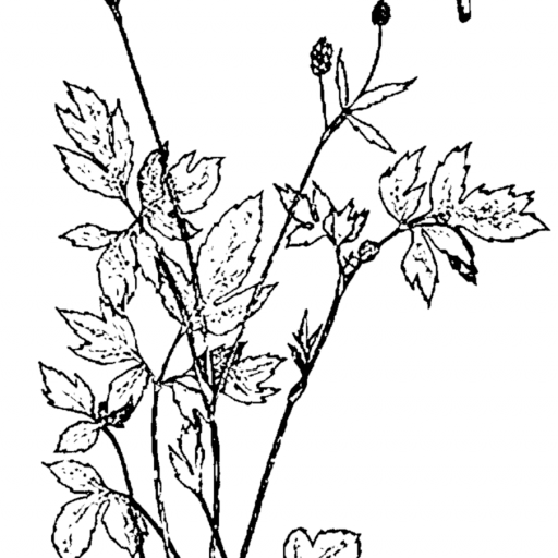 Bristly Buttercup (Ranunculus Hispidus) Plant Care & How to Grow, Water