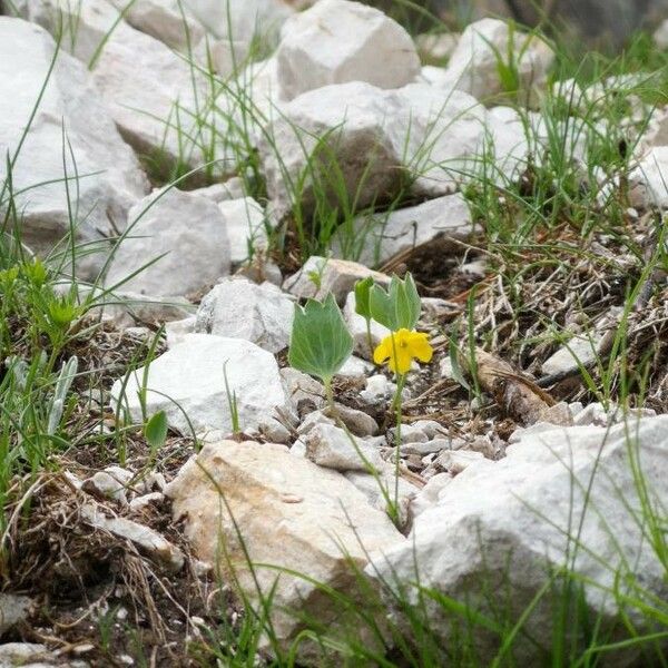 Hybrid Buttercup (Ranunculus Hybridus) Plant Care & How to Grow, Water
