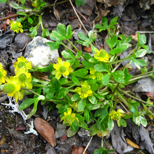 Far-Northern Buttercup (Ranunculus Hyperboreus) Plant Care & How to Grow, Water