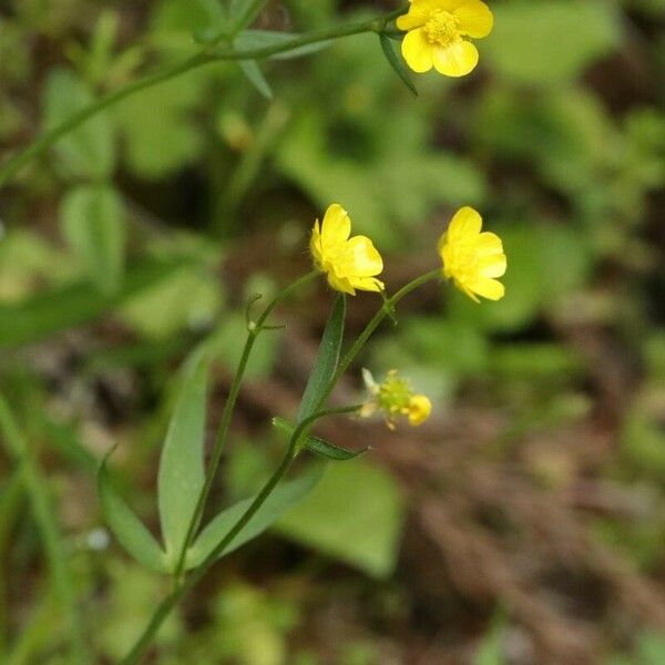 Maogen (Ranunculus Japonicus) Plant Care & How to Grow, Water