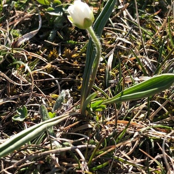 Kuepfer's Buttercup (Ranunculus Kuepferi) Plant Care & How to Grow, Water