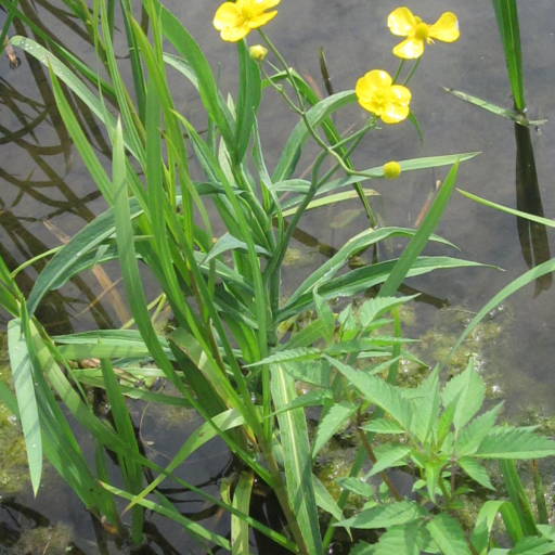 Greater Spearwort (Ranunculus Lingua) Plant Care & How to Grow, Water