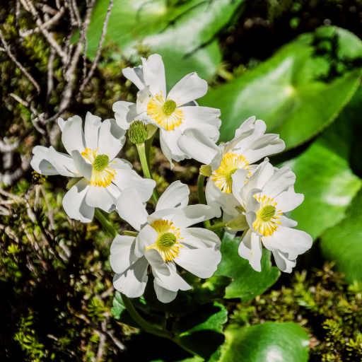 Mount Cook Lily (Ranunculus Lyallii) Care Guide: Water, Soil ...