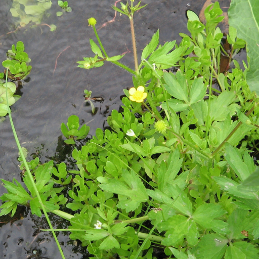 Macoun's Buttercup (Ranunculus Macounii) Care Guide: Water, Soil ...