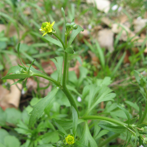 Large Buttercup (Ranunculus Macranthus) Plant Care & How to Grow, Water