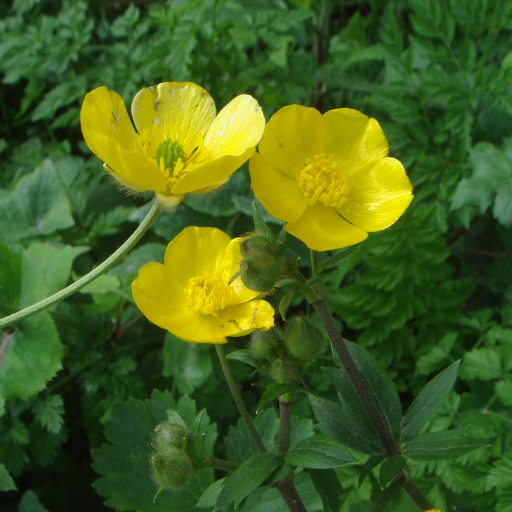 Large-Flowered Buttercup (Ranunculus Macrophyllus) Plant Care & How to ...
