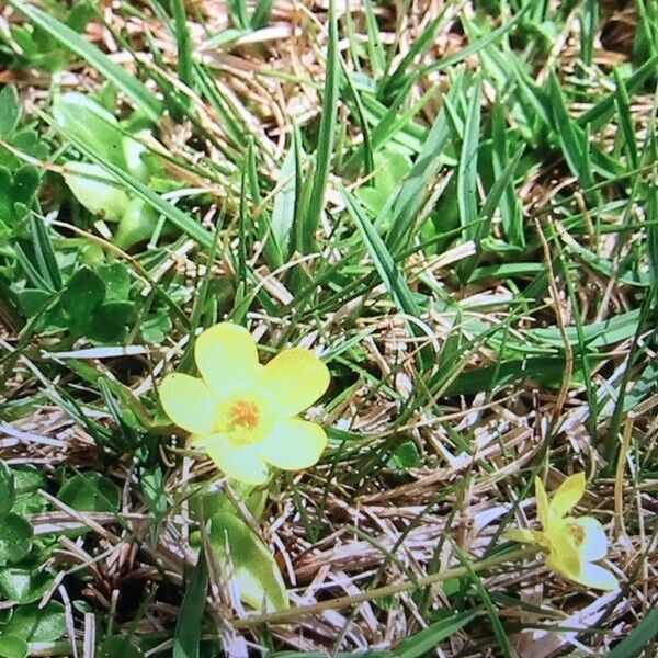 Ranunculus Marschlinsii Care Guide: Water, Soil & Propagation - Plantiary