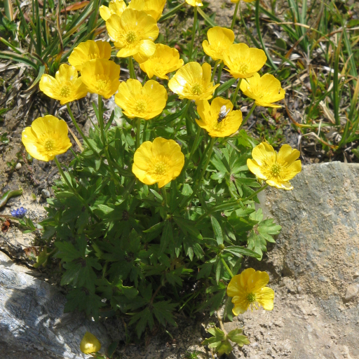 Mountain Buttercup (Ranunculus Montanus) Plant Care & How to Grow, Water