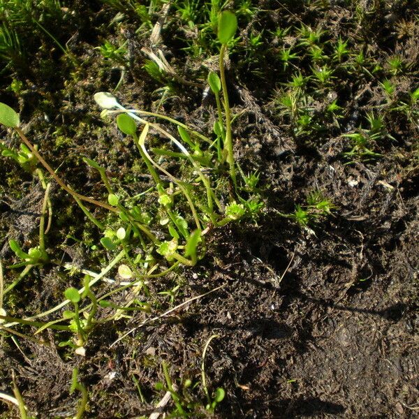 Ranunculus Nodiflorus Care Guide: Water, Soil & Propagation - Plantiary