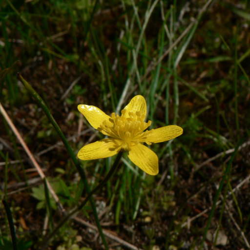 Western Buttercup (Ranunculus Occidentalis) Plant Care & How to Grow, Water