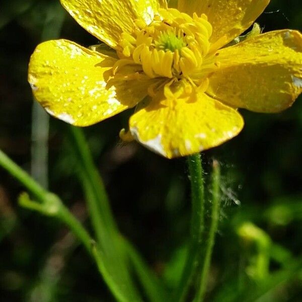 Ranunculus Pedatus Care Guide: Water, Soil & Propagation - Plantiary