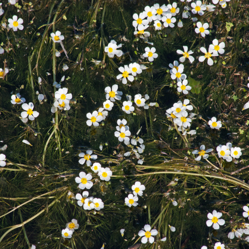 Stream Water Crowfoot (Ranunculus Penicillatus) Plant Care & How to ...