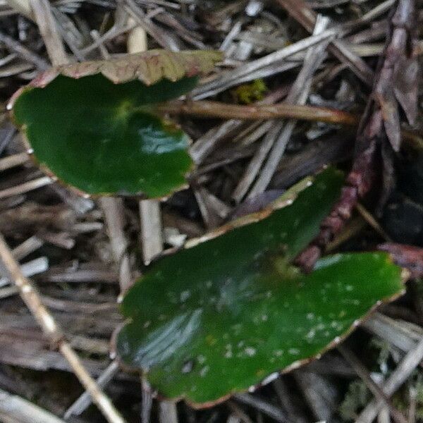 Ranunculus Peruvianus Plant Care & How to Grow, Water