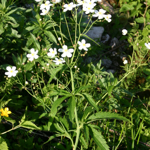 Large White Buttercup (Ranunculus Platanifolius) Plant Care & How to ...