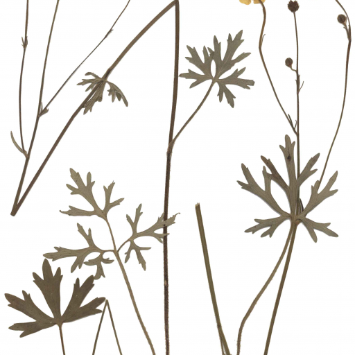 Multi-Flowered Buttercup (Ranunculus Polyanthemos) Plant Care & How to ...