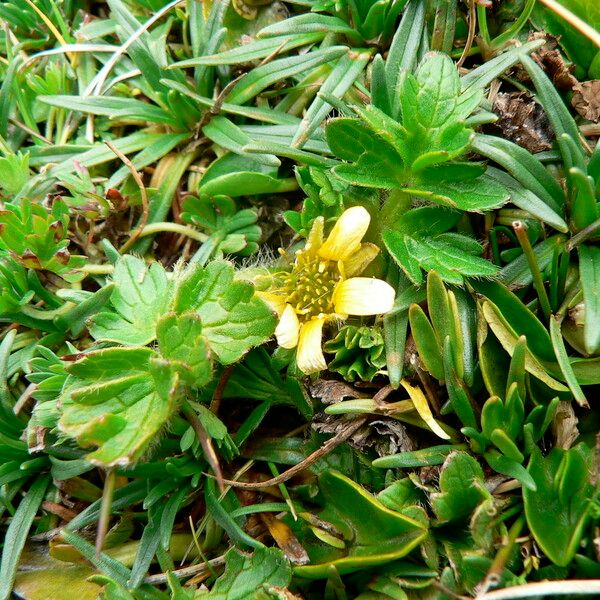 Ranunculus Praemorsus Care Guide: Water, Soil & Propagation - Plantiary