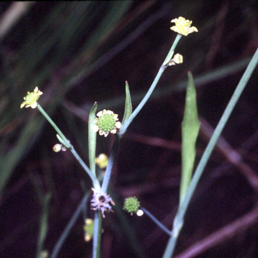 Low Spearwort (Ranunculus Pusillus) Plant Care & How to Grow, Water