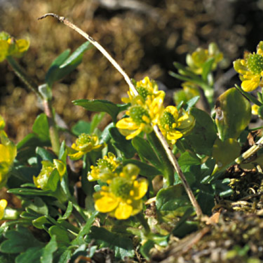 Dwarf Buttercup (Ranunculus Pygmaeus) Plant Care & How to Grow, Water