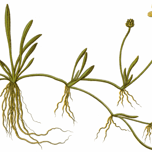 Creeping Spearwort (Ranunculus Reptans) Plant Care & How to Grow, Water