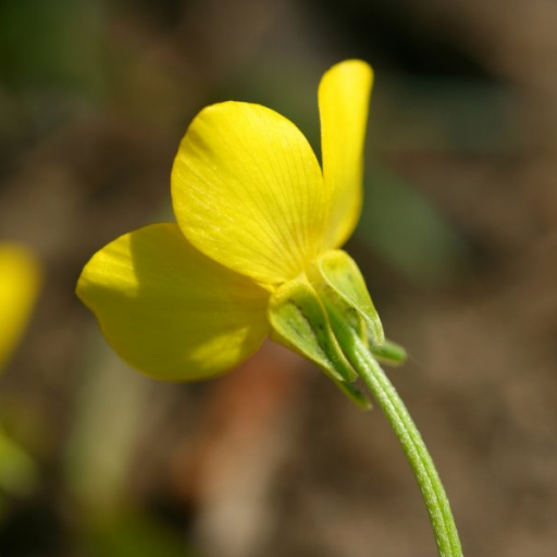 Hairy Buttercup (Ranunculus Sardous) Plant Care & How to Grow, Water