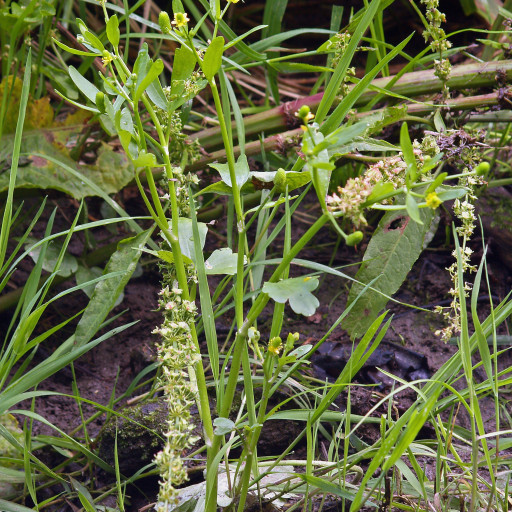 Celery Buttercup (Ranunculus Sceleratus) Plant Care & How to Grow, Water