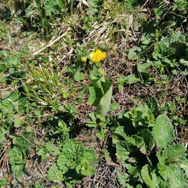 Thora Buttercup (Ranunculus Thora) Plant Care & How to Grow, Water