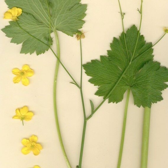 Velvet Buttercup (Ranunculus Velutinus) Plant Care & How to Grow, Water