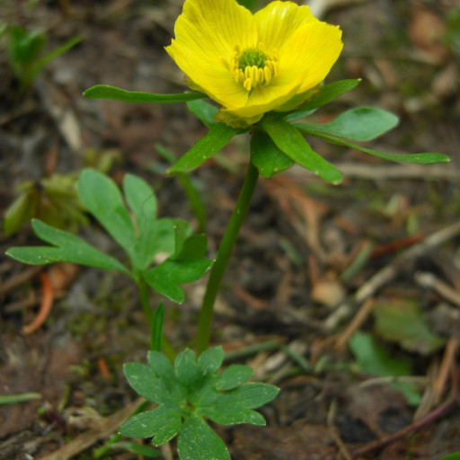 Ranunculus Plant Care & How to Grow, Water