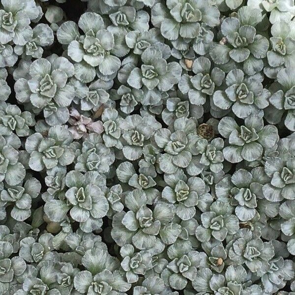 Texas Bullnettle (Cnidoscolus Texanus) Plant Care & How to Grow, Water