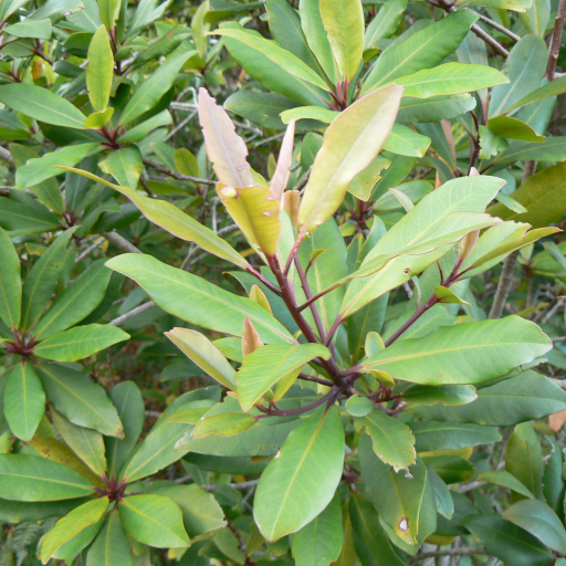 Cape Beech (Rapanea Melanophloeos) Plant Care & How to Grow, Water