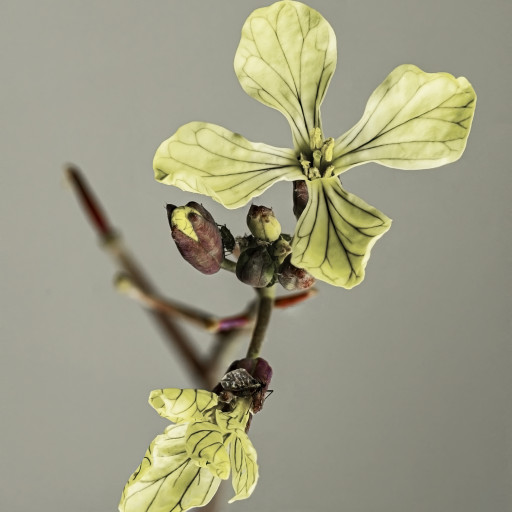 Wild Radish (Raphanus Raphanistrum) Plant Care & How to Grow, Water