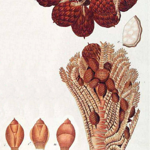 Raffia Palm (Raphia Farinifera) Plant Care & How to Grow, Water