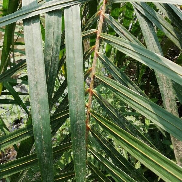 Raphia Palm (Raphia Vinifera) Plant Care & How to Grow, Water